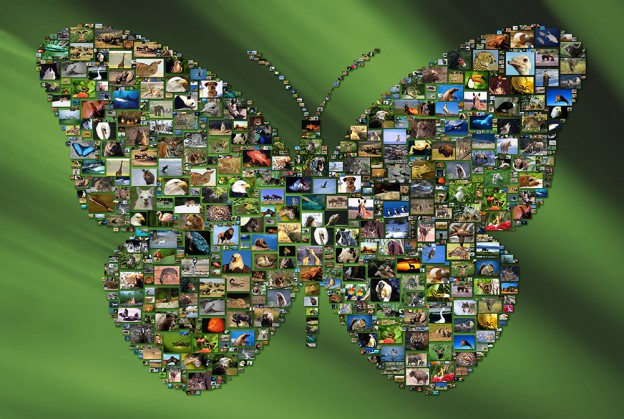 Shape Mosaics: The next big thing - Picture Mosaics Blog